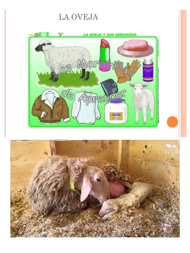 la oveja | PDF