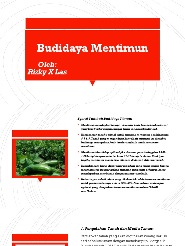 Budidaya Mentimun | PDF