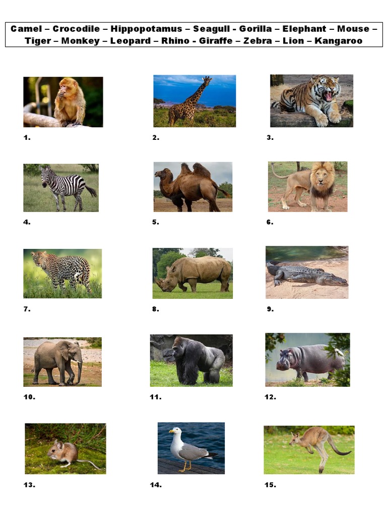 Animals Vocabulary | PDF