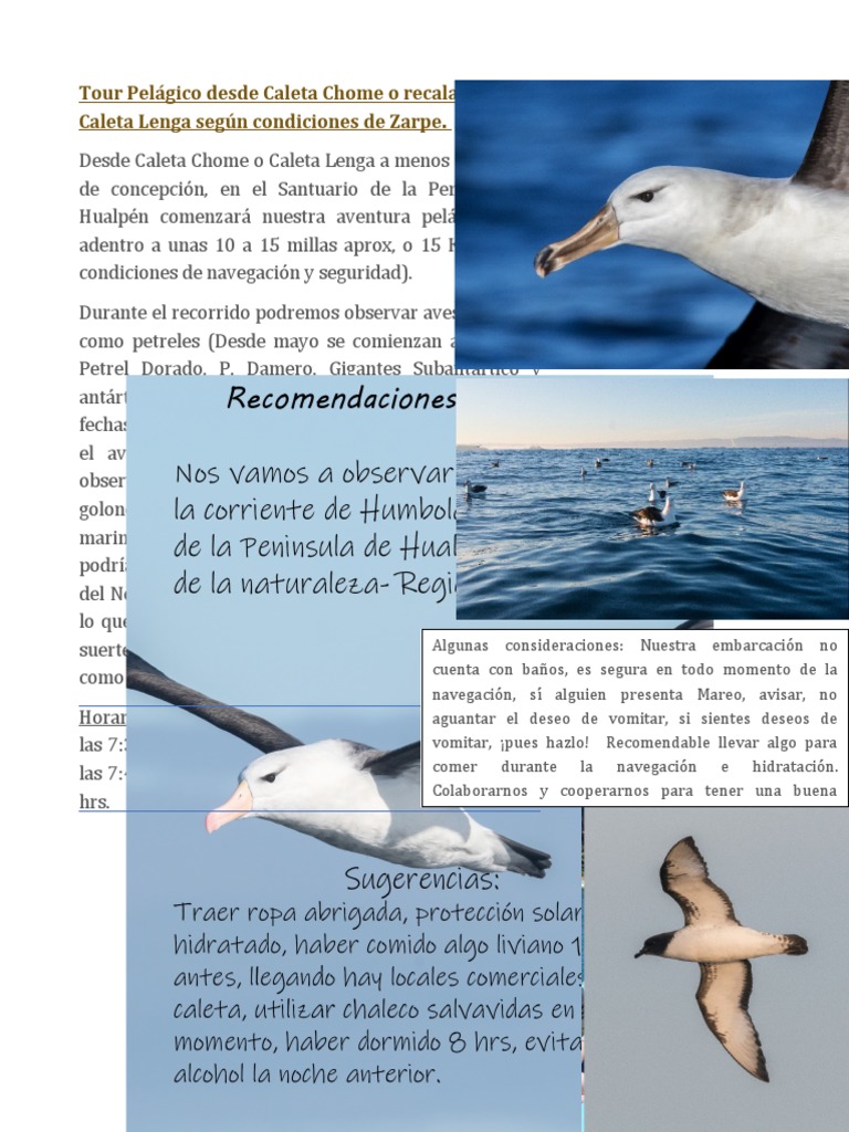 Tour Pelágico Desde Caleta Chome | PDF
