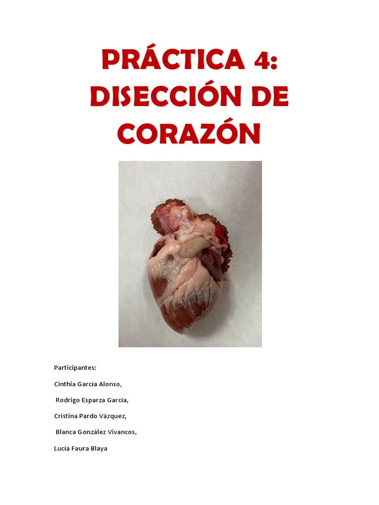 PRÁCTICA 4 disección de corazón | PDF | Sistema circulatorio ...