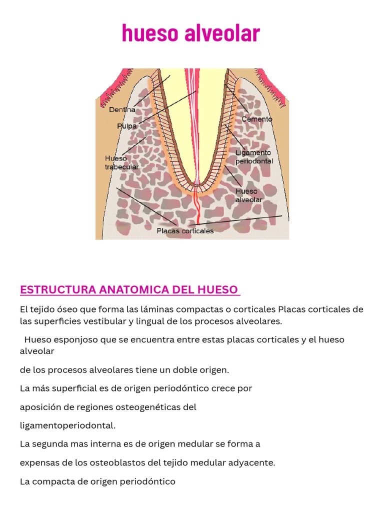 Hueso Alveolar | PDF | Salud y bienestar