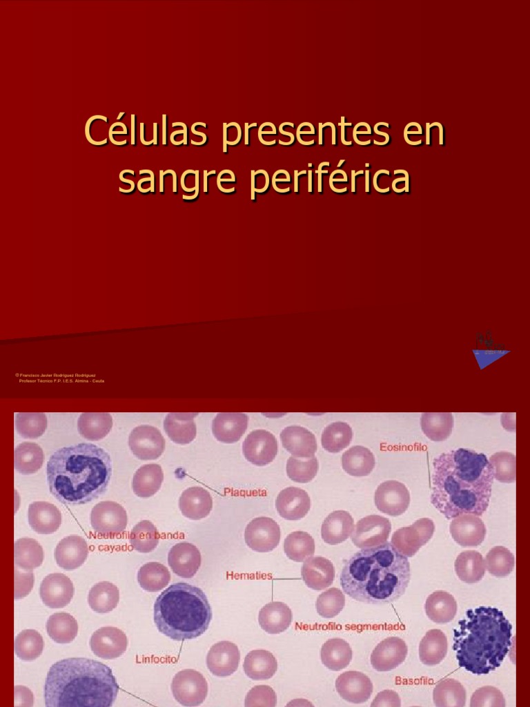 celulas_presentes_en_sangre_periferica_1 | PDF