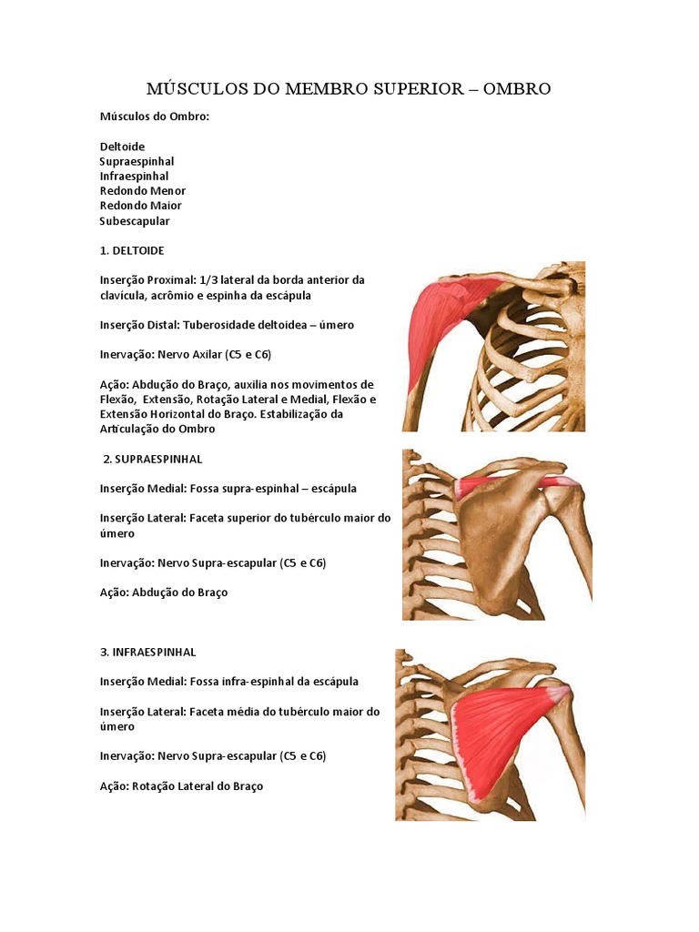 8-Músculos Do Membro Superior Ombro | PDF