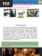 Caudectomía: Técnica y Consideraciones | PDF | Cirugía | Enfermedades y ...