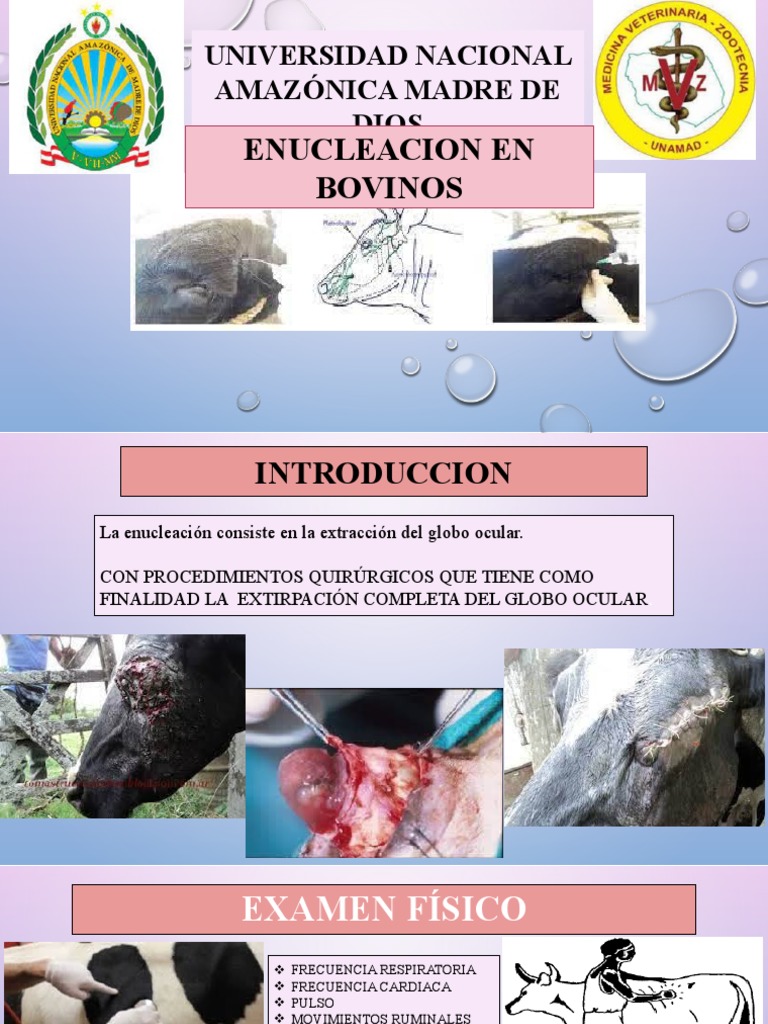 Enucleacion en Bovinos | PDF | Ojo | Medicina CLINICA