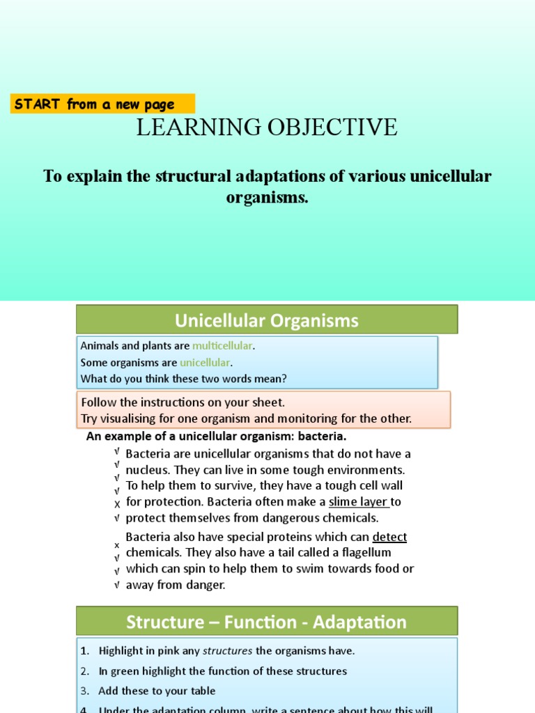 4 - Unicellular Structural Adaptations | PDF | Cell (Biology) | Bacteria