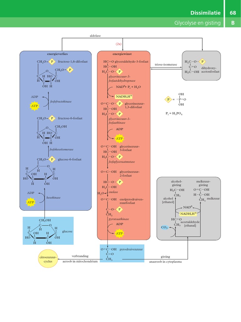 Binas 6e Druk 68B | PDF | Adenosine Triphosphate | Adenosine Diphosphate