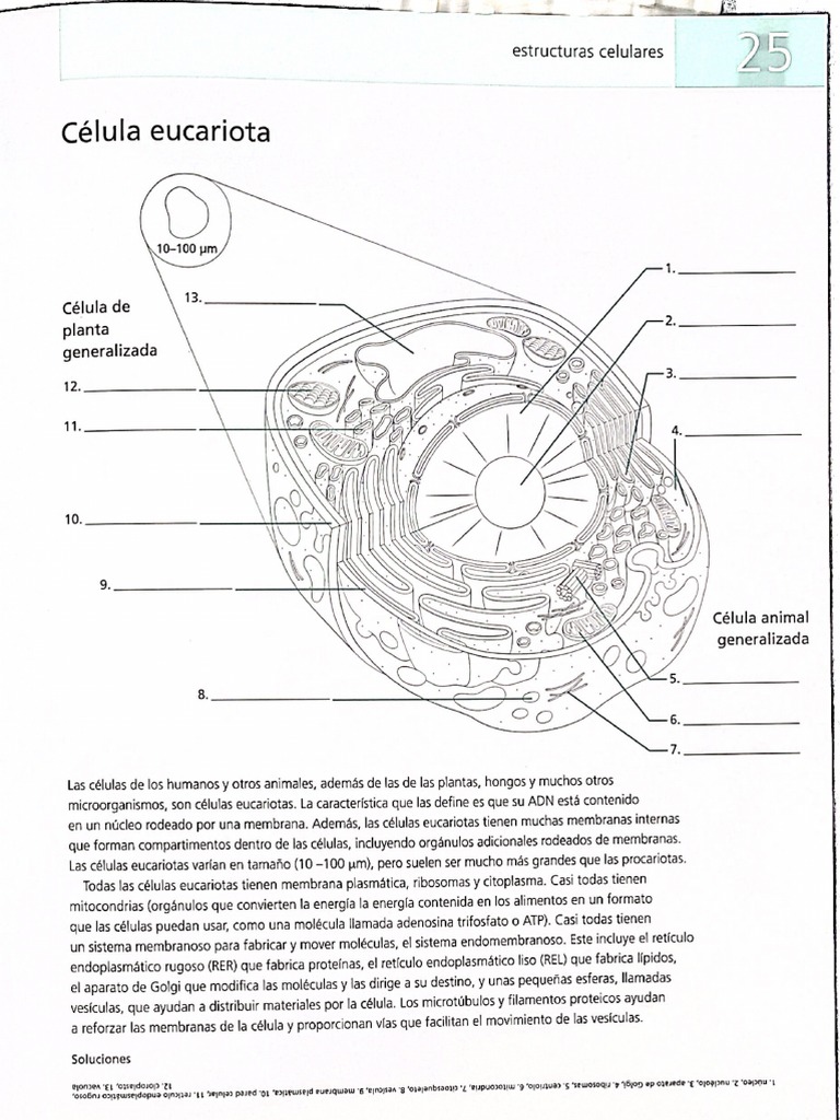Abc Celula, Estructuras Celulares y Viru | PDF
