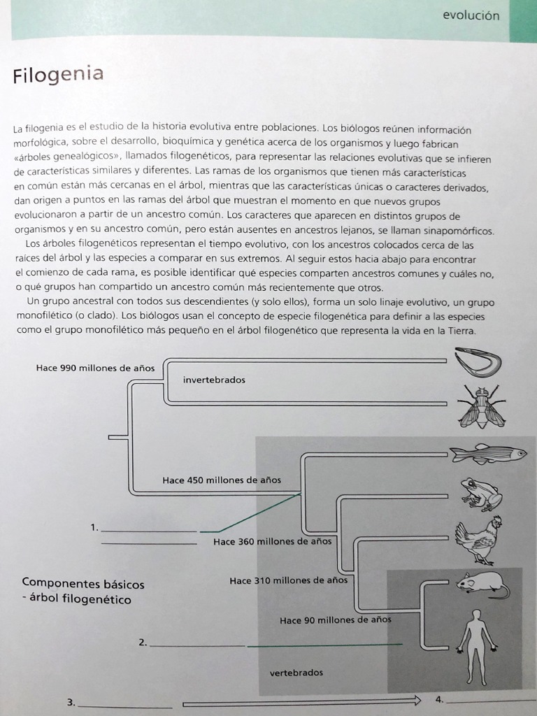 Abc Filogenia Evolucion | PDF
