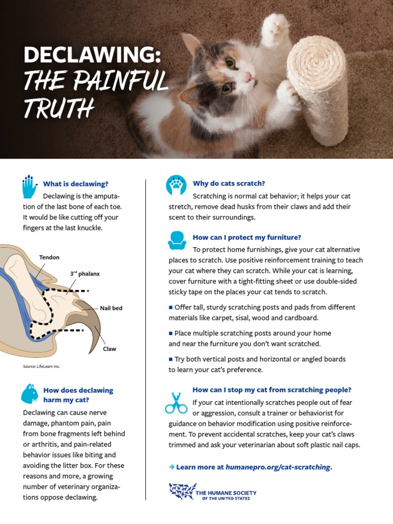 wk1 Declawing Factsheet | Download Free PDF | Cats