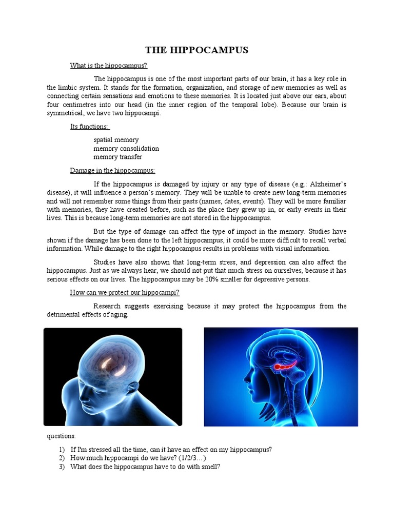 The Hippocampus | PDF | Self-Improvement