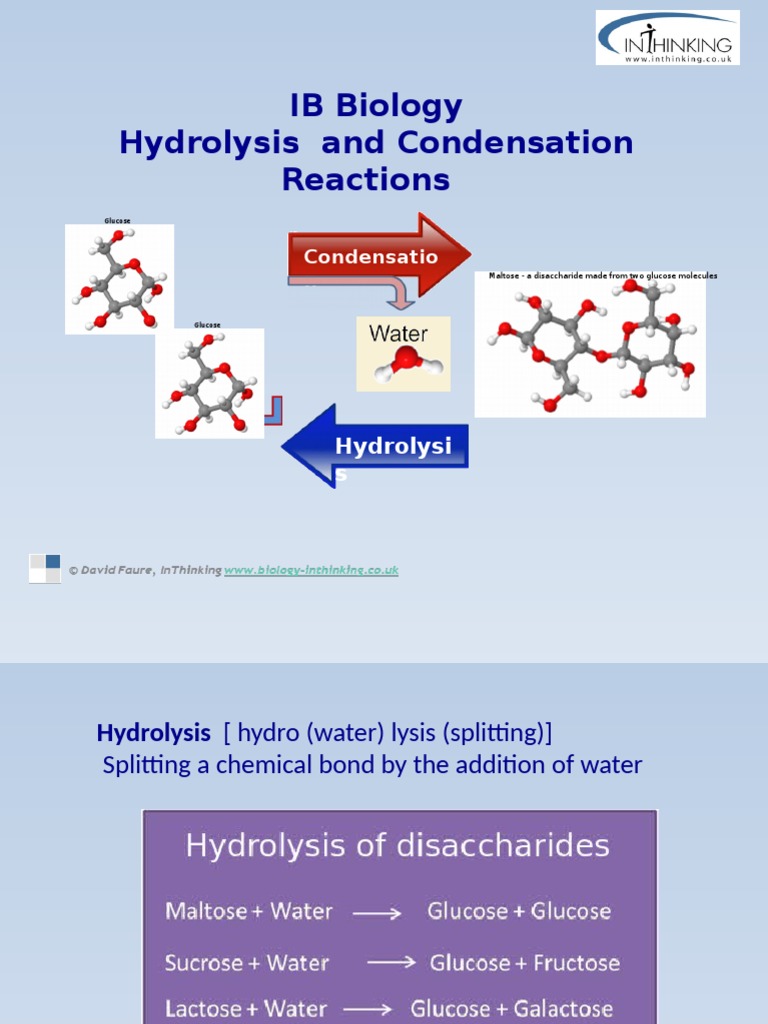 Condensation Hydrolysis2 | PDF
