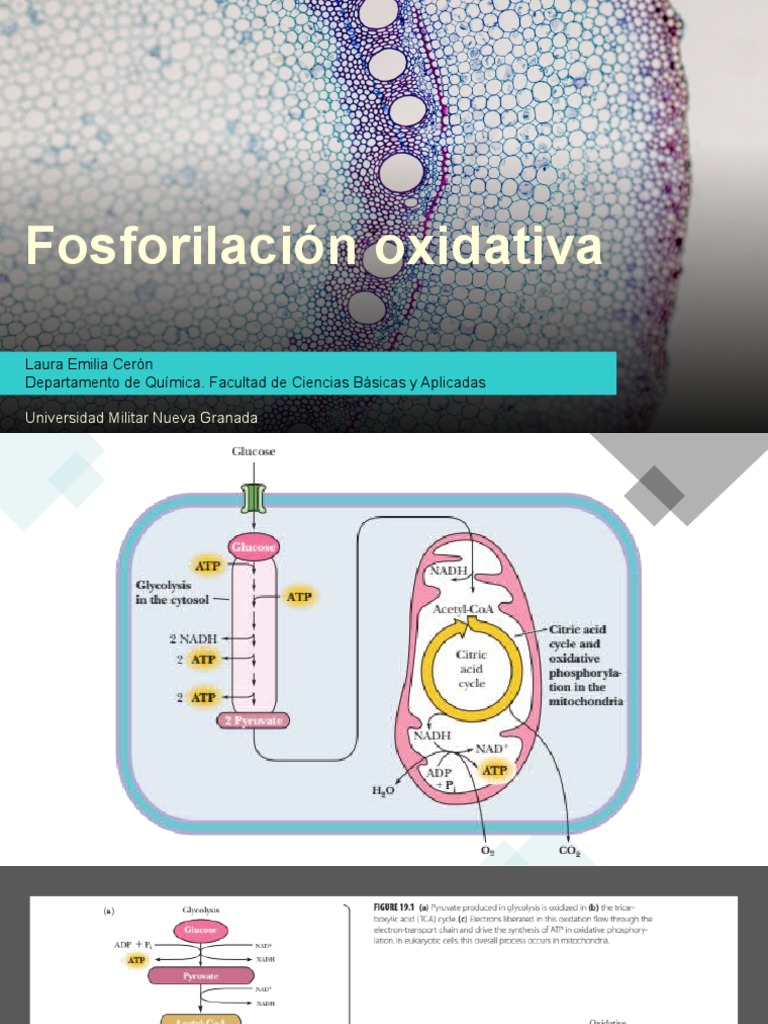 Fosforilación Oxidativa | PDF | Trifosfato de adenosina | Cadena de transporte de electrones