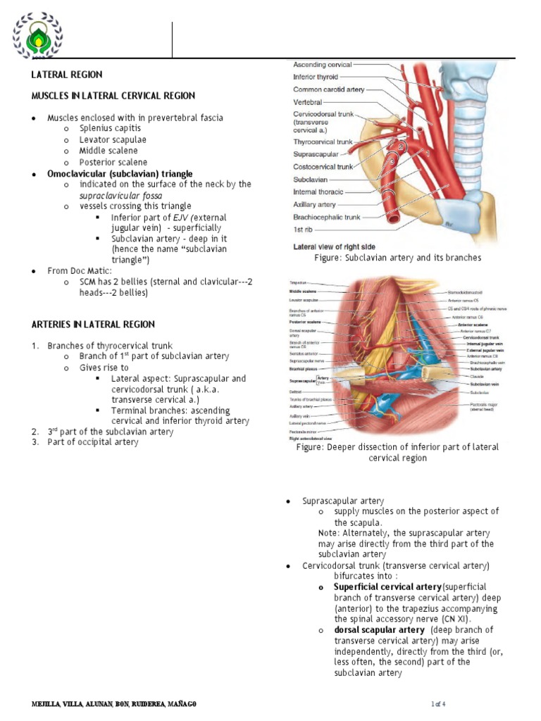 Lateral Region Simplified For Trans | PDF | Neck | Human Anatomy