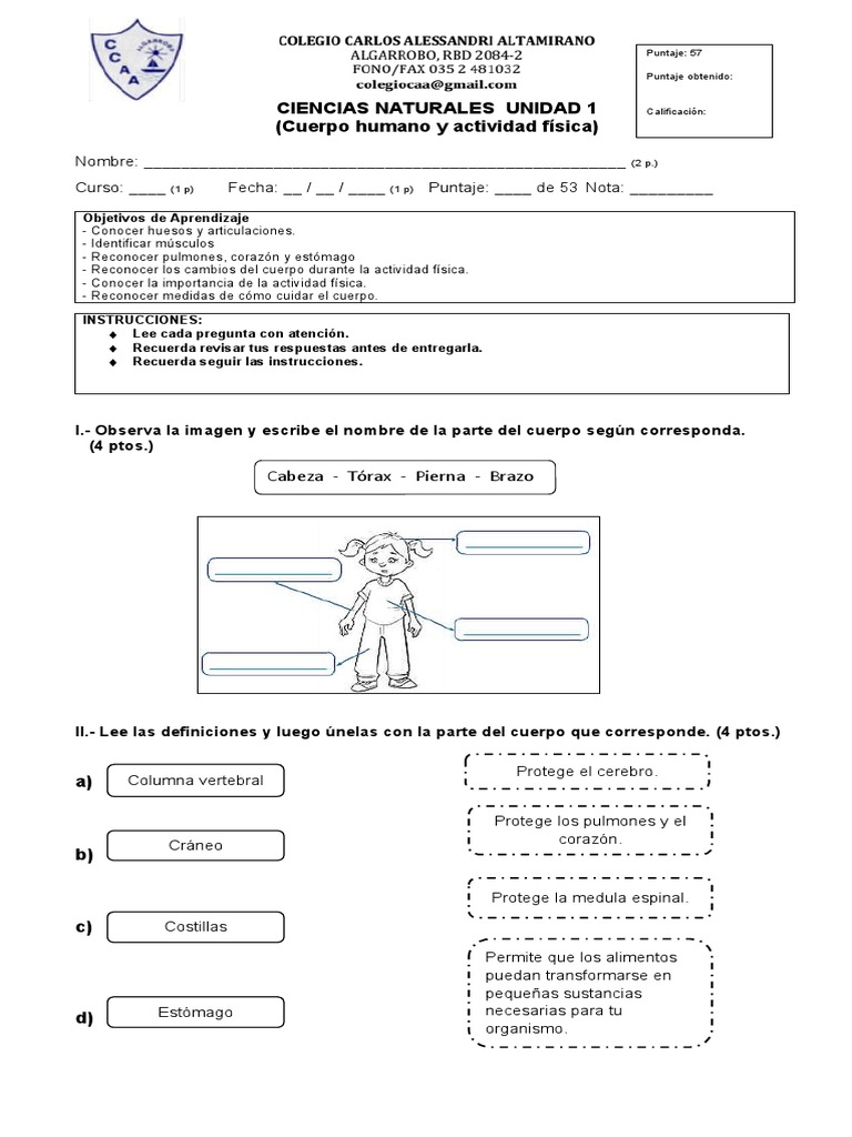 Anatomía y Actividad Física | PDF | Alimentos | Hueso