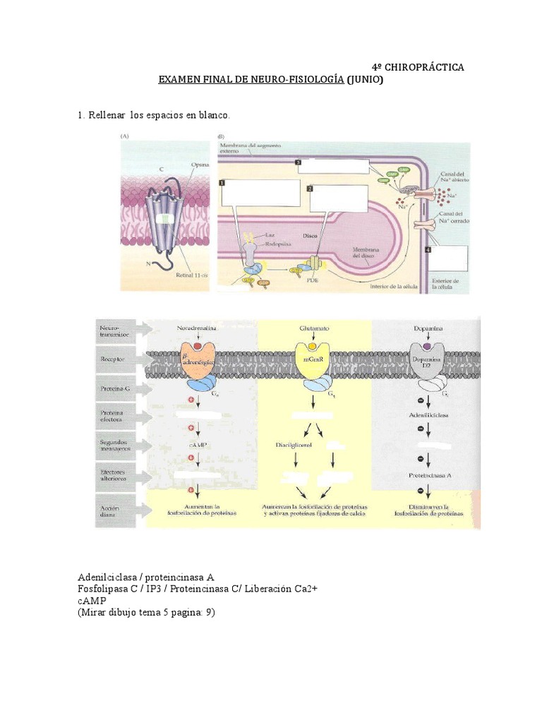 Examen Final-Junio. Fisiología | PDF