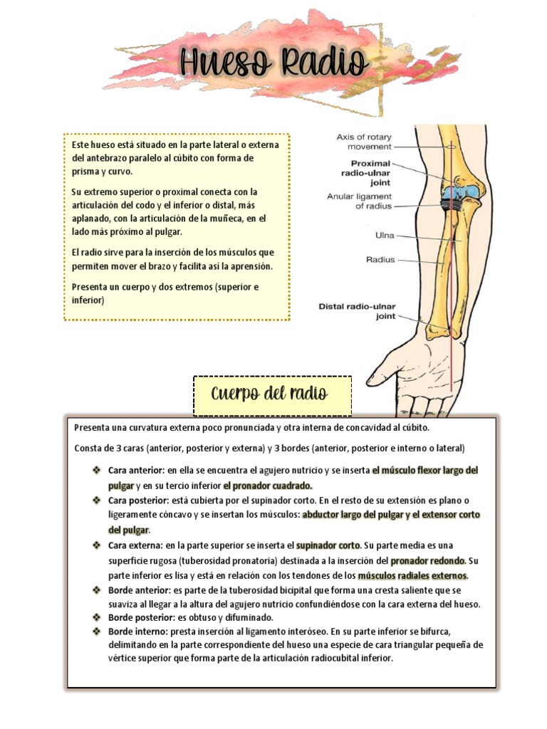 Hueso Radio. | PDF | Sistema esquelético | Anatomía humana