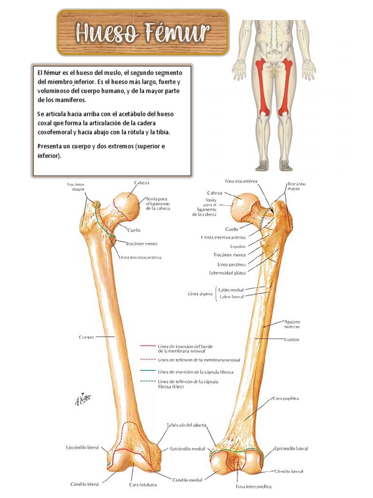 Anatomía del Fémur y sus Estructuras | PDF | Anatomía humana ...
