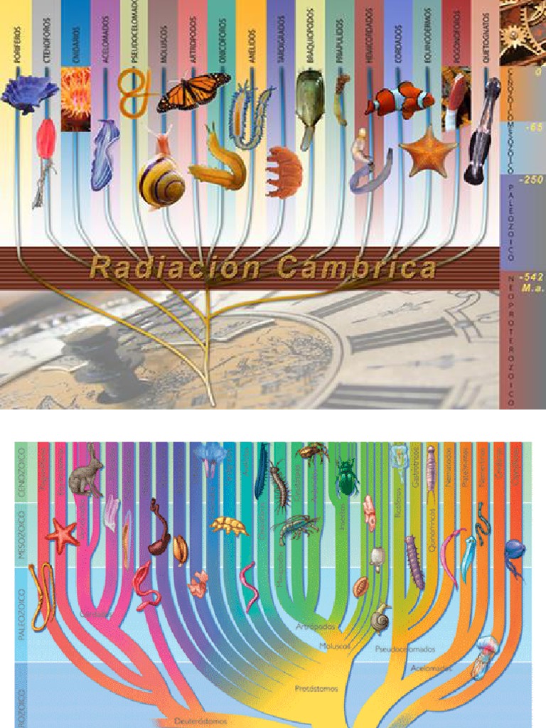 Tema 13 Explosion Cambrica | PDF