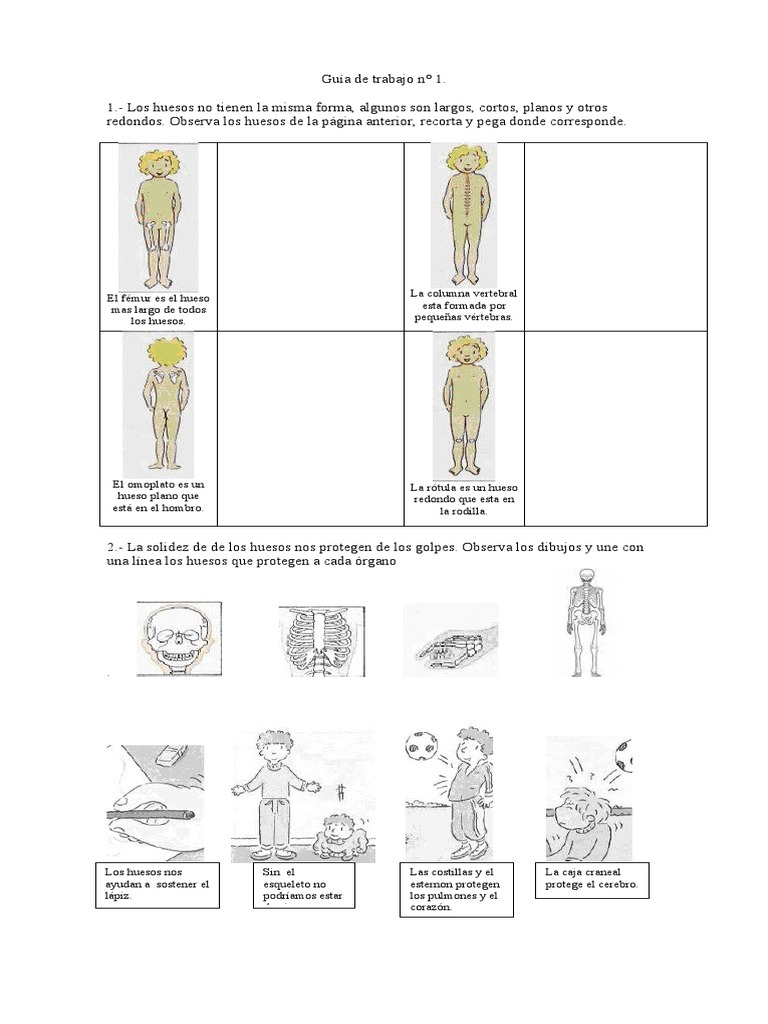 Actividades del Sistema Óseo para Niños | PDF | Hogar, jardinería y ...