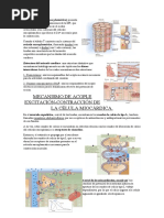 Función y Regulación del Calcio en Células | PDF | Neurona | Biología ...