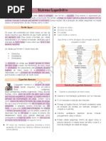 Sistema Locomotor Atividade 6 Ano Pdf Coluna Vertebral Sistema