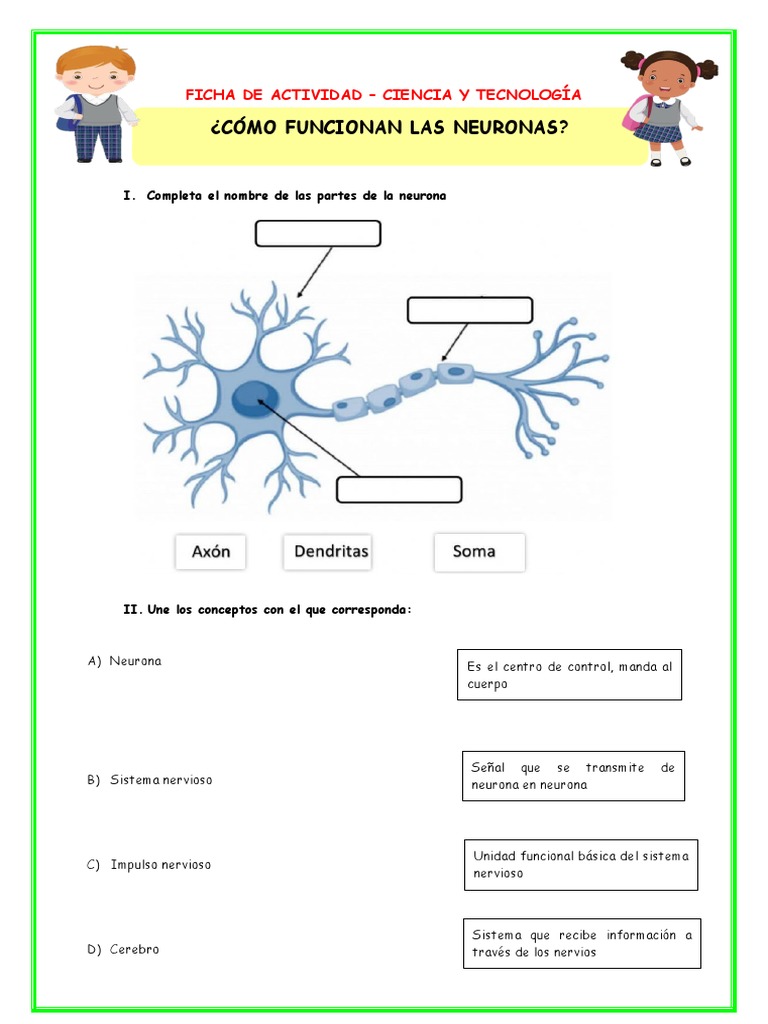 Partes de la Neurona para Niños | PDF