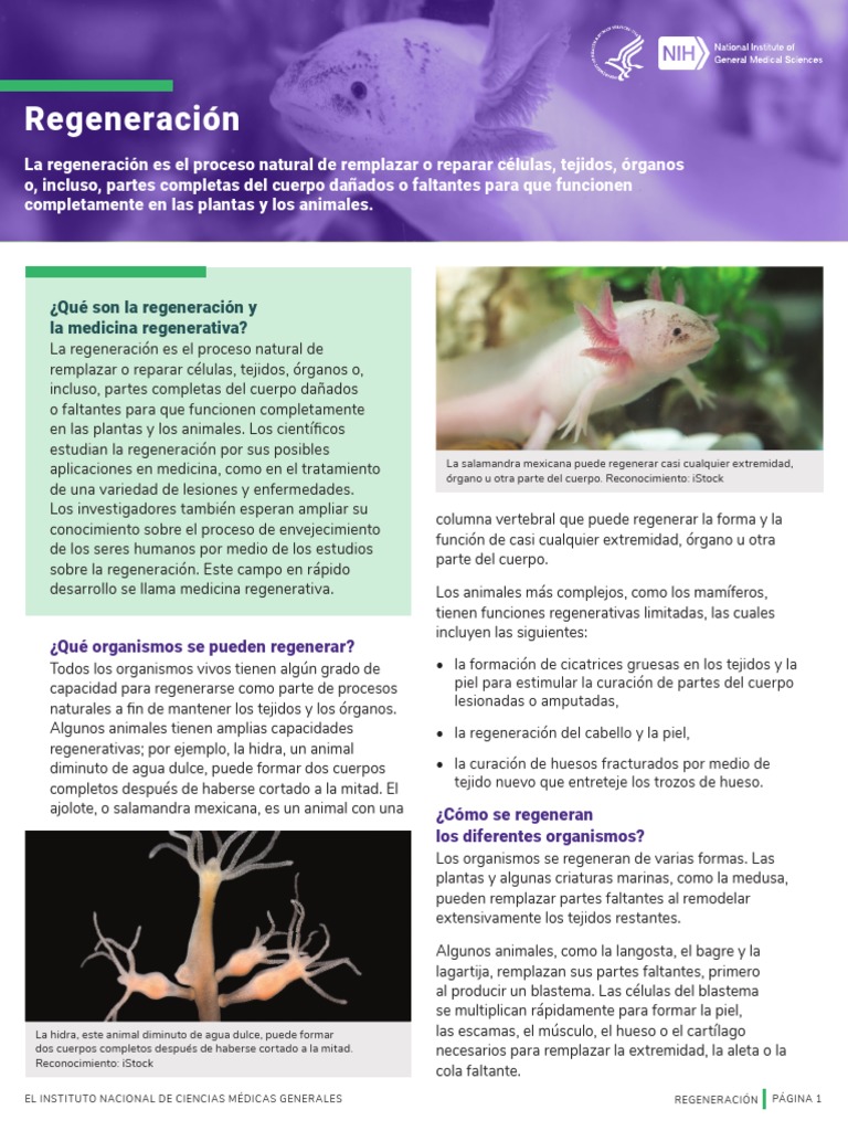 Ejemplos de Regeneración en Animales | PDF | Regeneración (biología ...