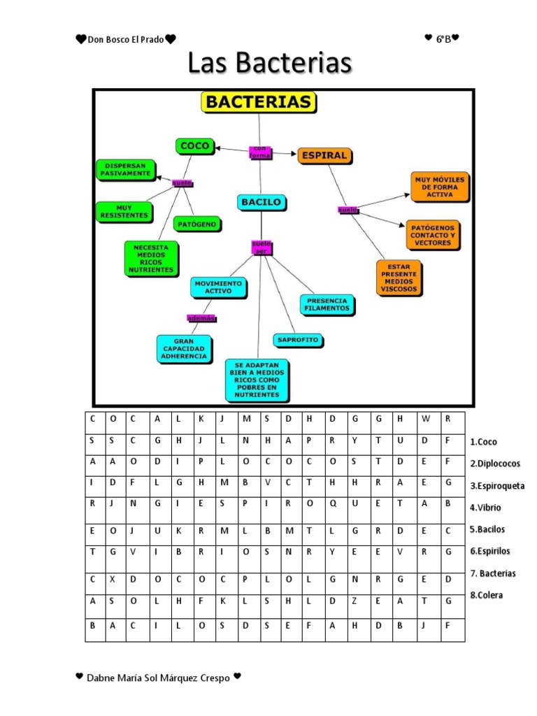 Tipos de Bacterias: Cocos y Bacilos | PDF