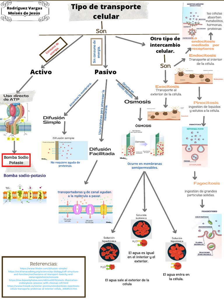 Tipos de transporte celular. | PDF | Procesos biologicos | Biología
