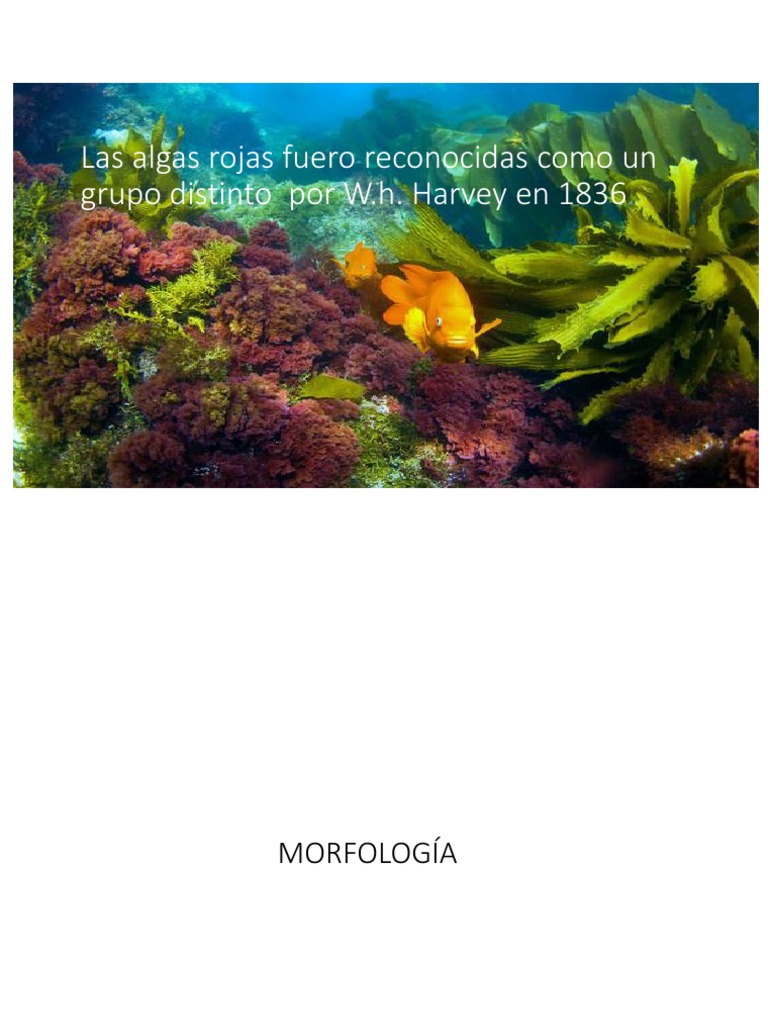 Grupos Taxonómicos de Algas-2 | PDF | Algas | Eucariotas