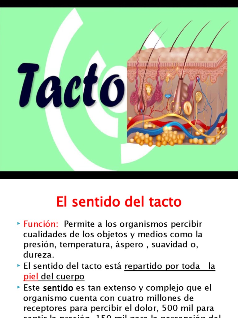 El Sentido Del Tacto | PDF | Piel | Anatomía humana