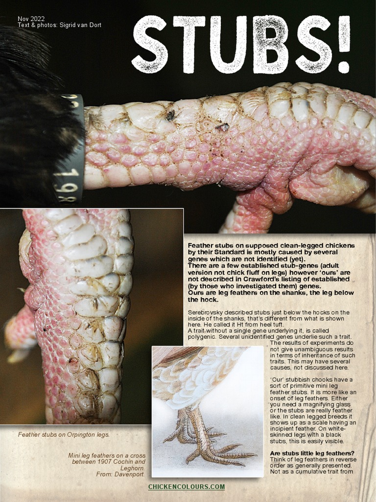 Feather Stubs On Clean Legs | PDF | Chicken | Feather