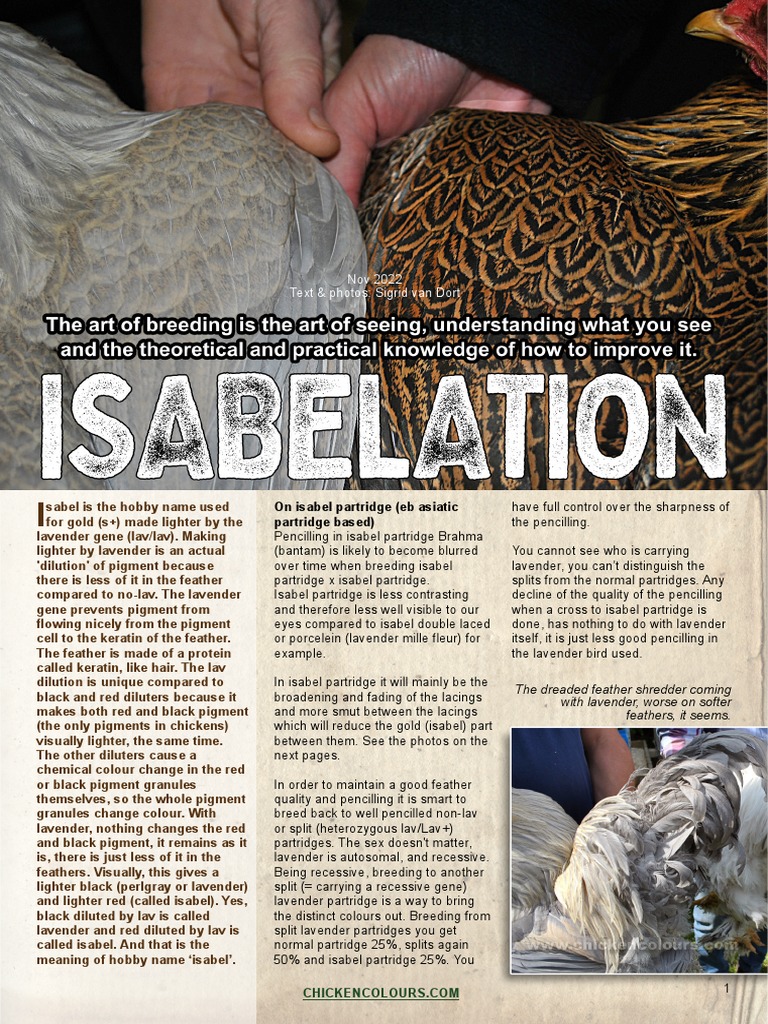 Isabel Partridge Brahma Breeding Guide | PDF | Chicken | Dominance ...