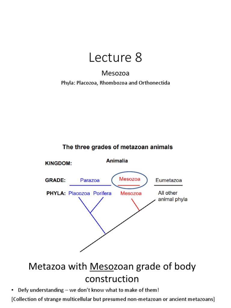Lecture 8 - Mesozoa | PDF