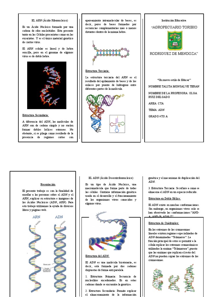 Triptico Adn | PDF | Adn | Rna