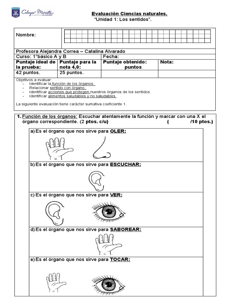 Prueba Unidad 1 Los Sentidos | PDF | Ciencia cognitiva