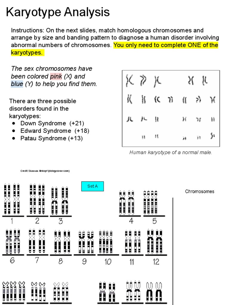 Karyotype Analysis and Disorders Guide | PDF