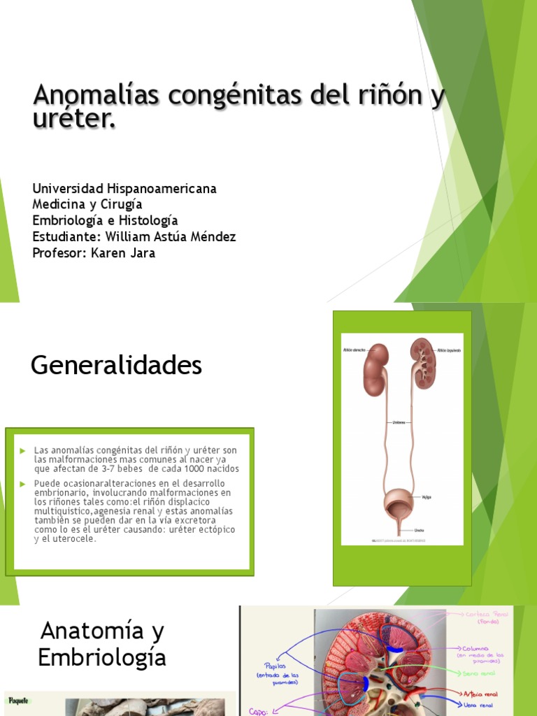Presentacion Riñón | PDF