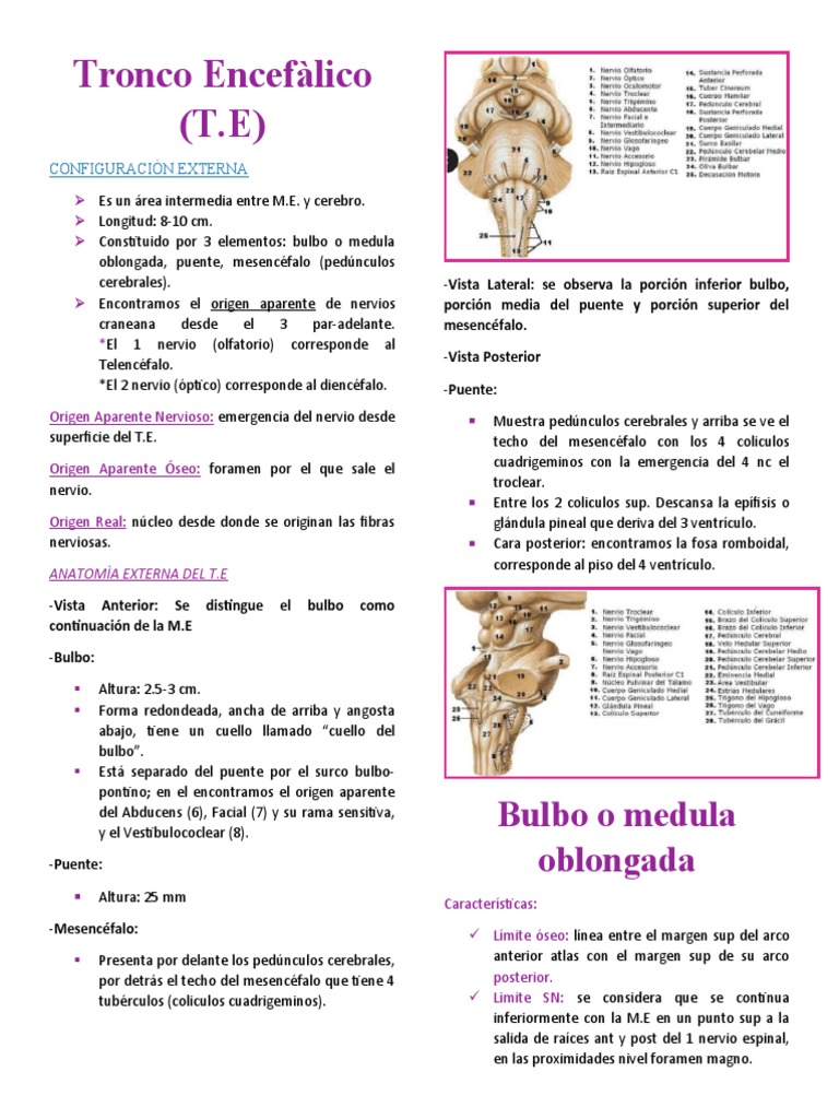 Tronco Encefàlico | PDF