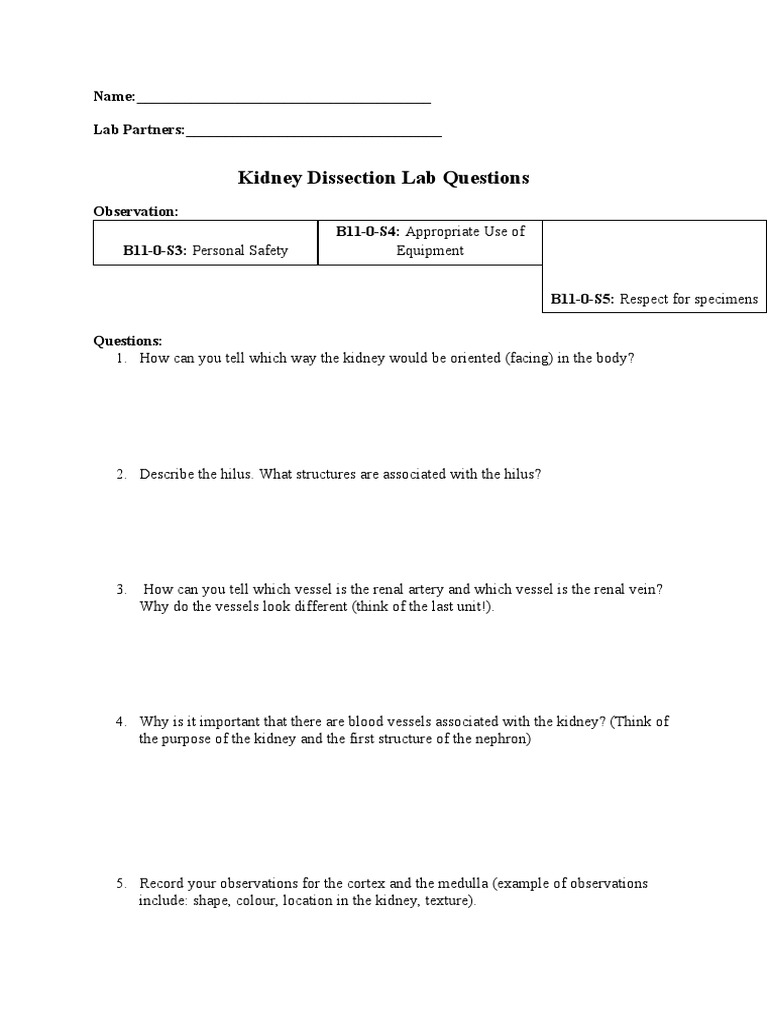 Kidney Dissection Lab Questions Guide | PDF | Foreign Language Studies