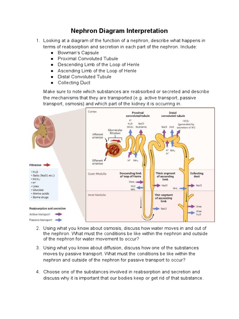 Nephron Diagram Interpretation | PDF
