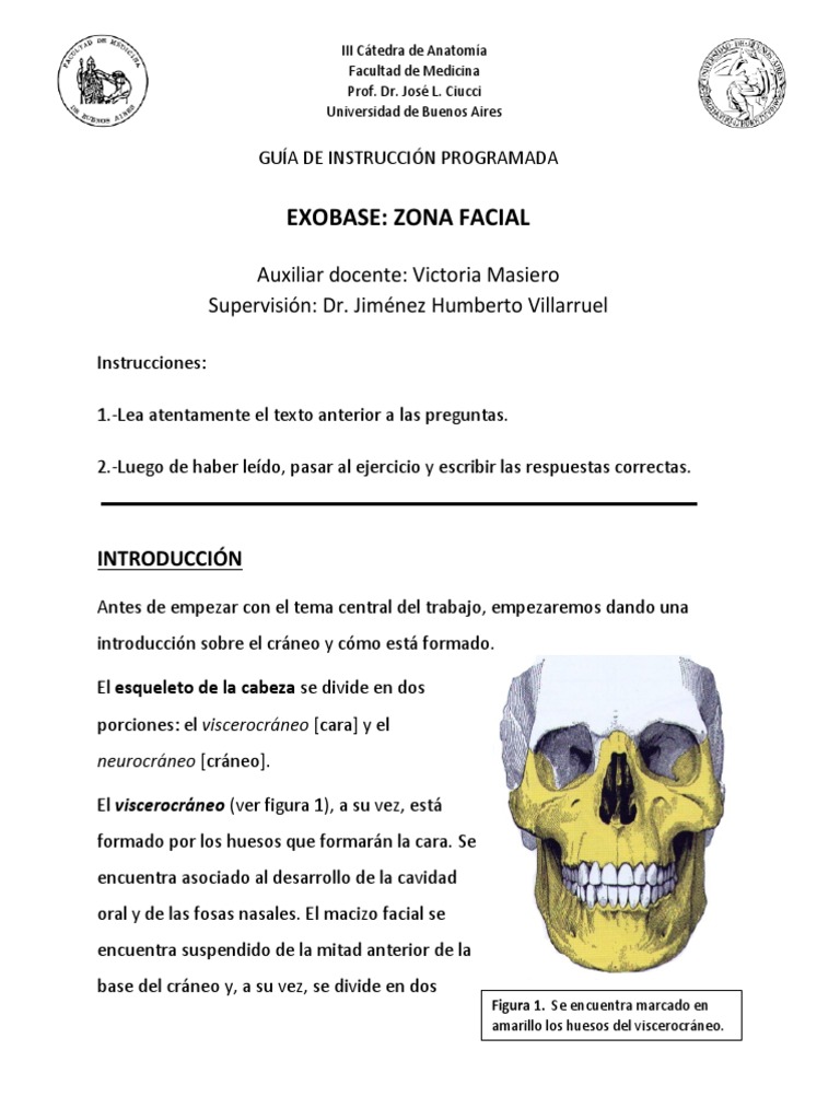 Exobase-Zona Facial | PDF