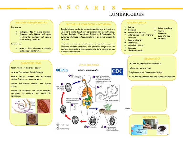 Mapa 6 Ascaris | PDF | Especialidades Medicas | Medicina CLINICA