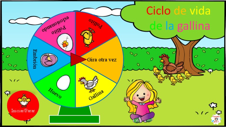 Ciclo de Vida de la Gallina para Niños | PDF