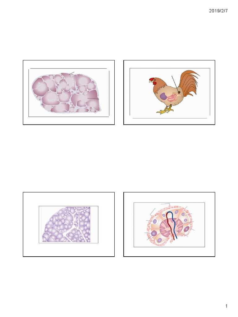 Diana Bravo Hernandez Cap 2 Organos Celular Figuras | PDF