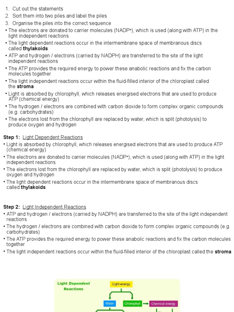 HL Carbon Fixation Photosynthesis | PDF | Photosynthesis | Chloroplast