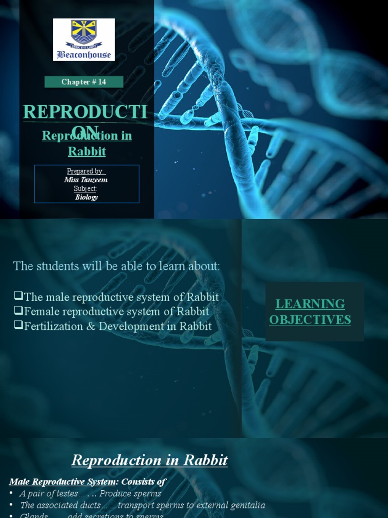 Reproduction in Rabbit (Final) | Download Free PDF | Reproductive ...
