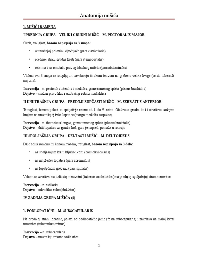 Anatomija Mišići | PDF